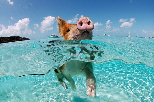 Swimming pig - FaveThing.com