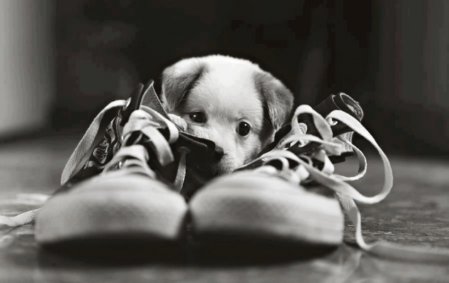 Puppy chewing on a shoe - FaveThing.com