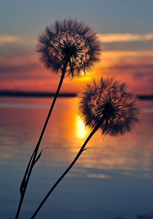 Sunset through dandelions - FaveThing.com