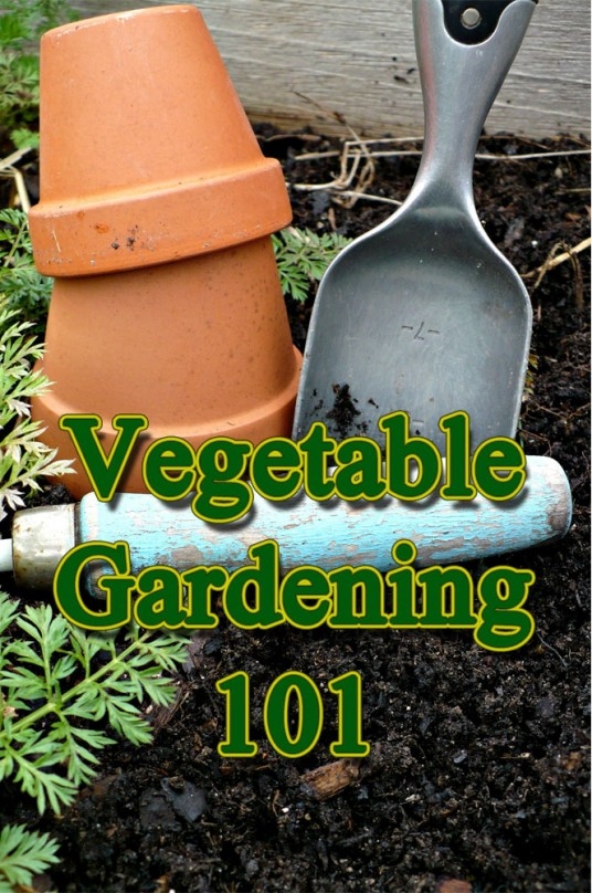 Vegetable Gardening 101 - FaveThing.com